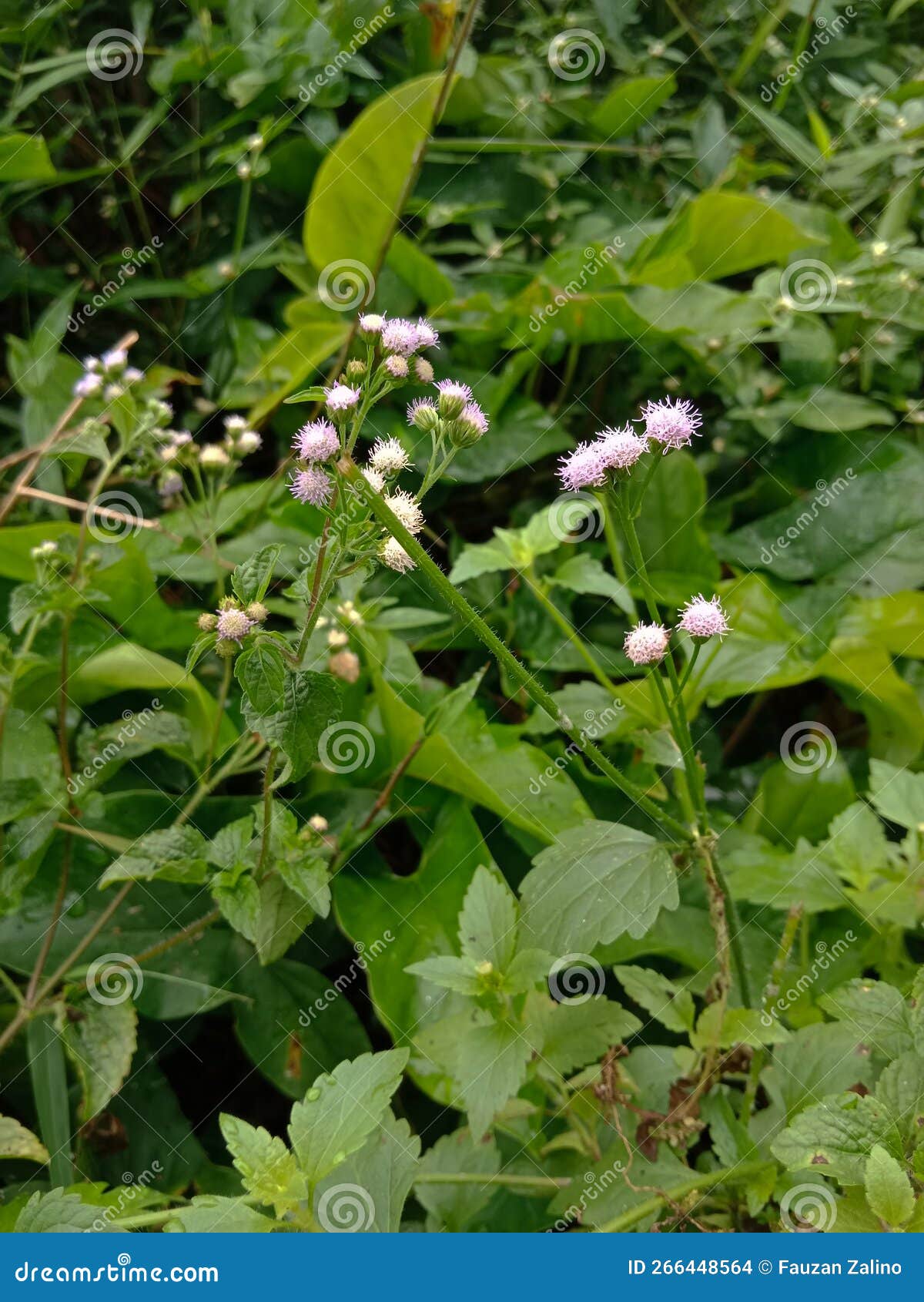 15 January 2023, Tropical White Weed Plants Stock Photo - Image of ...