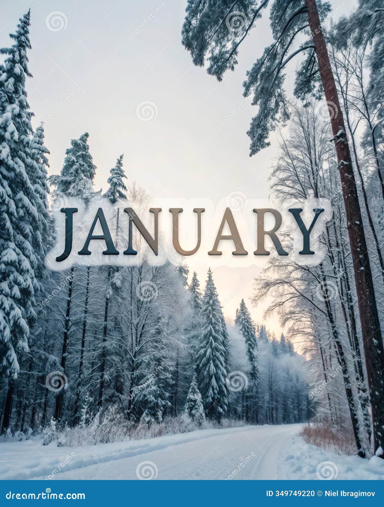 January Winter Forest Landscape with Snow-covered Trees and Tranquil ...