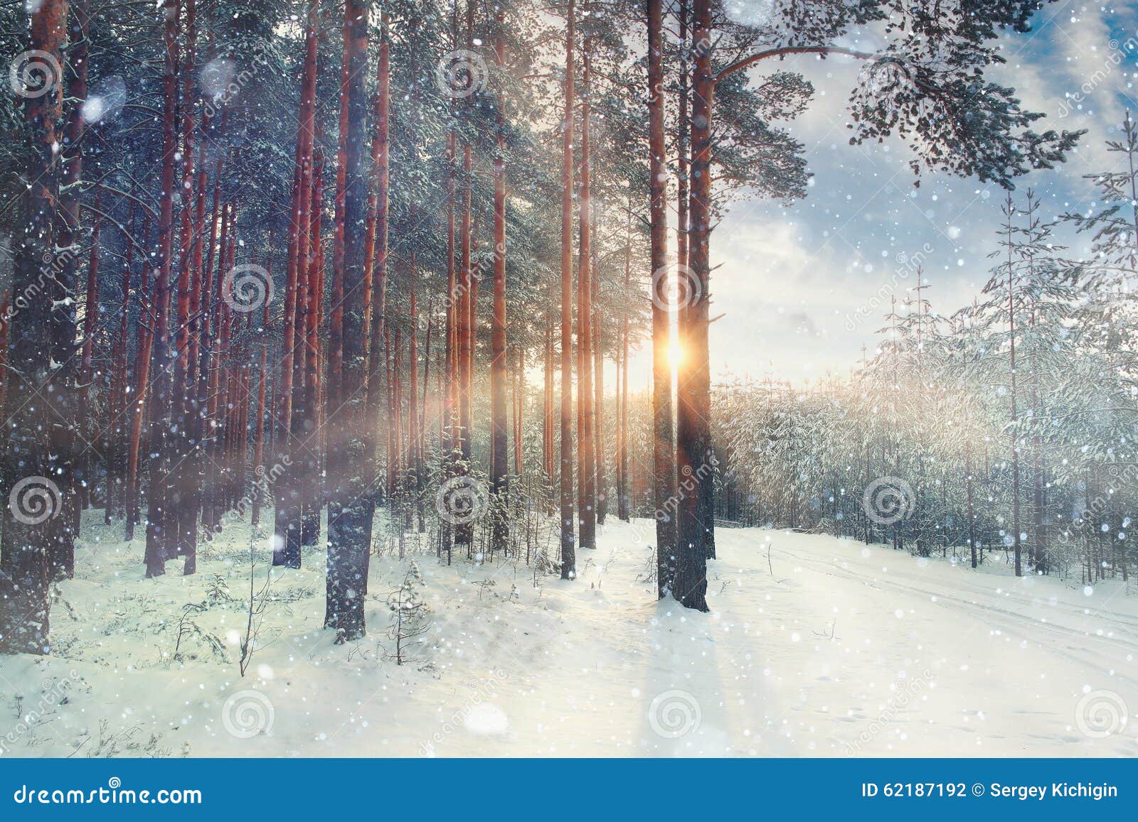 January Winter Landscape in Forest Stock Photo - Image of frost, dense ...