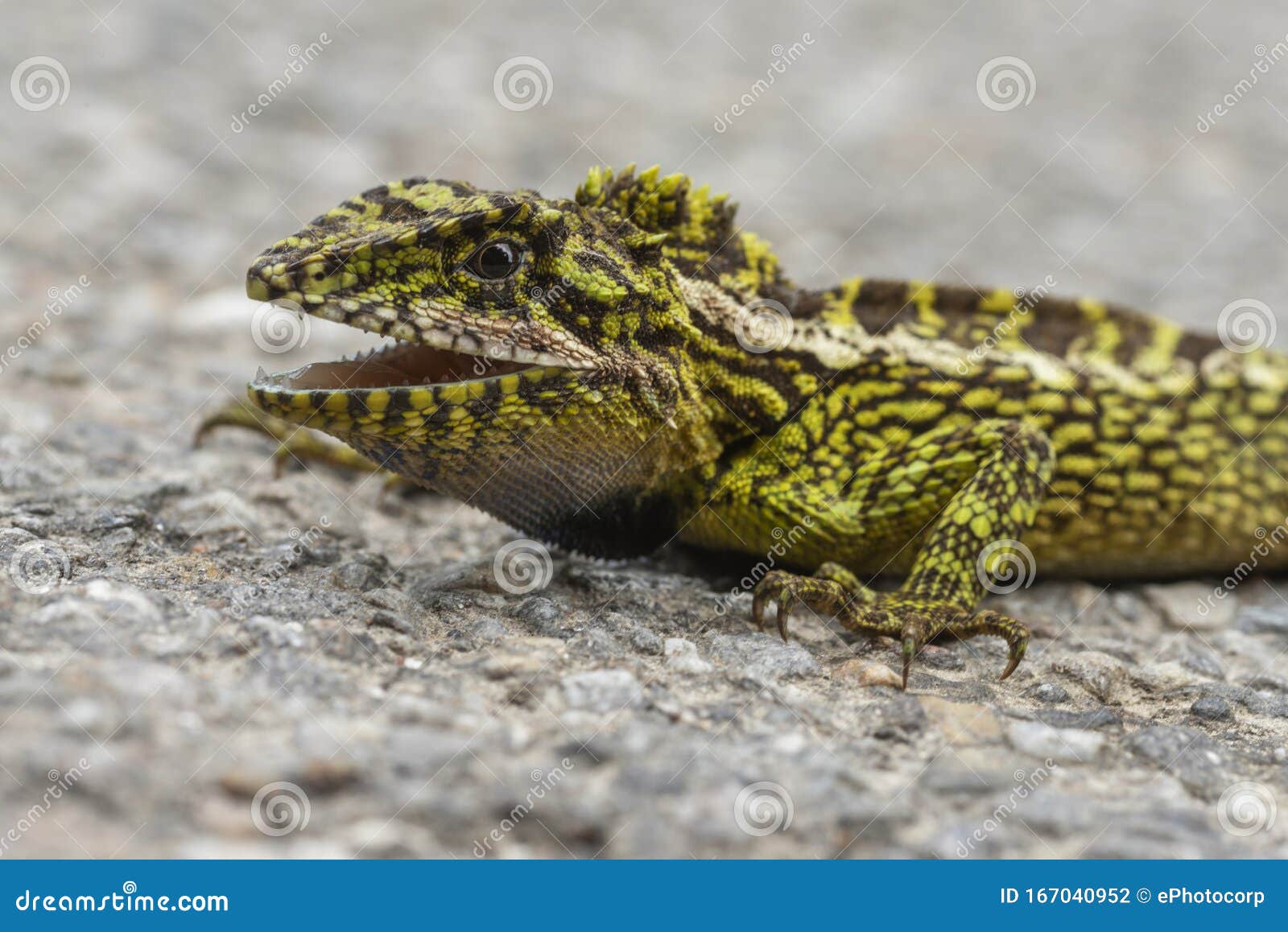 Japalura Variegata, Lizard, Sikkim, India Stock Photo - Image of ...