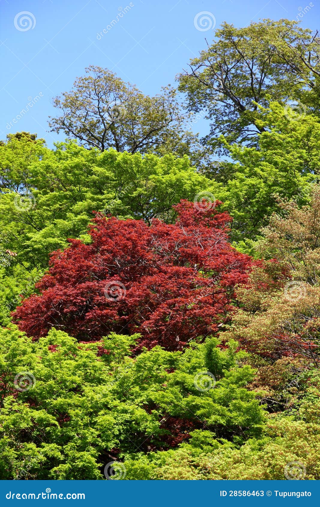 Japan stock image. Image of heritage, tree, asian, unesco - 28586463