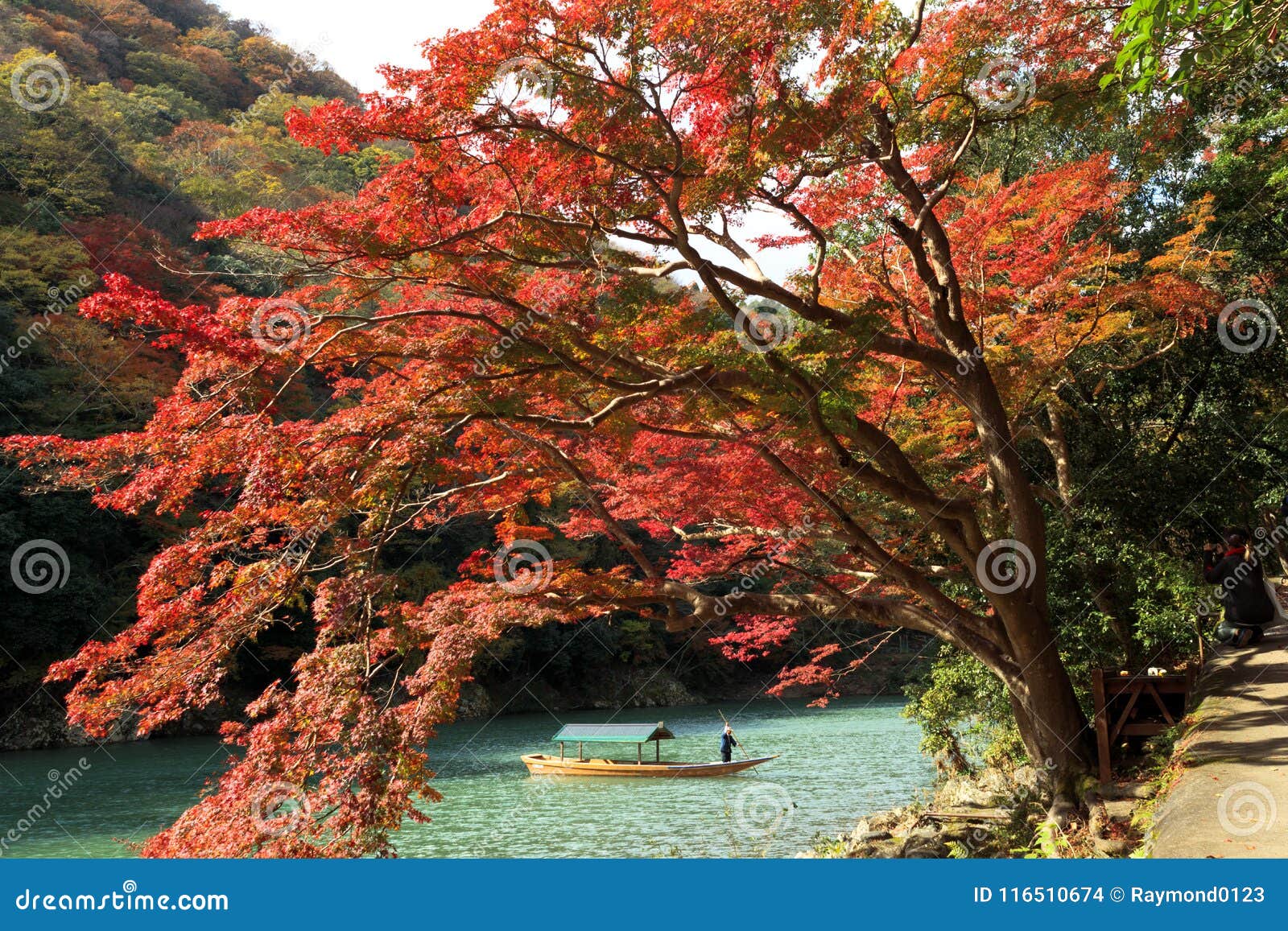 Japan Arashiyama Momiji editorial stock image. Image of flower - 116510674