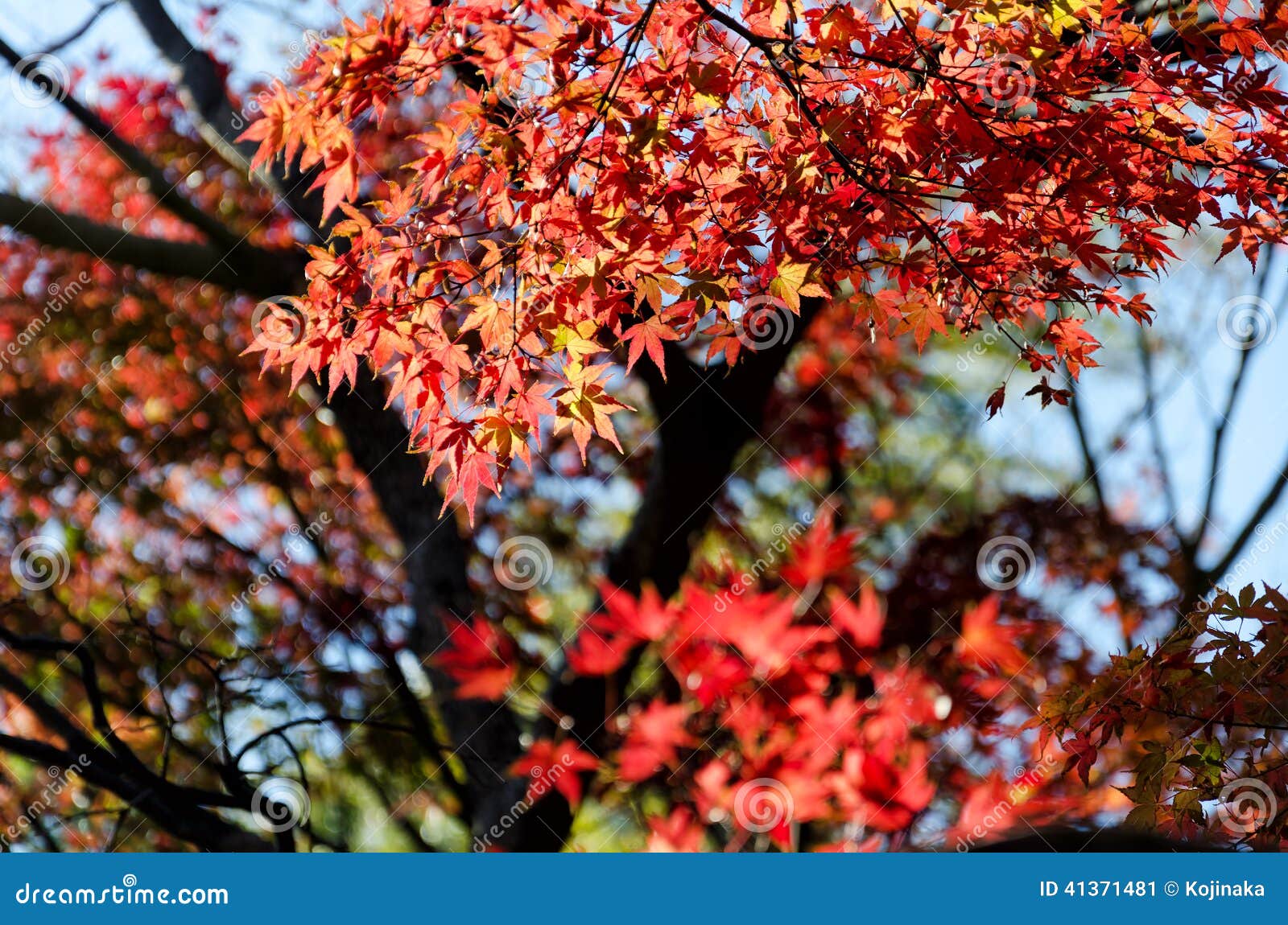 Japan autumn leaves stock image. Image of leaves, yellow - 41371481