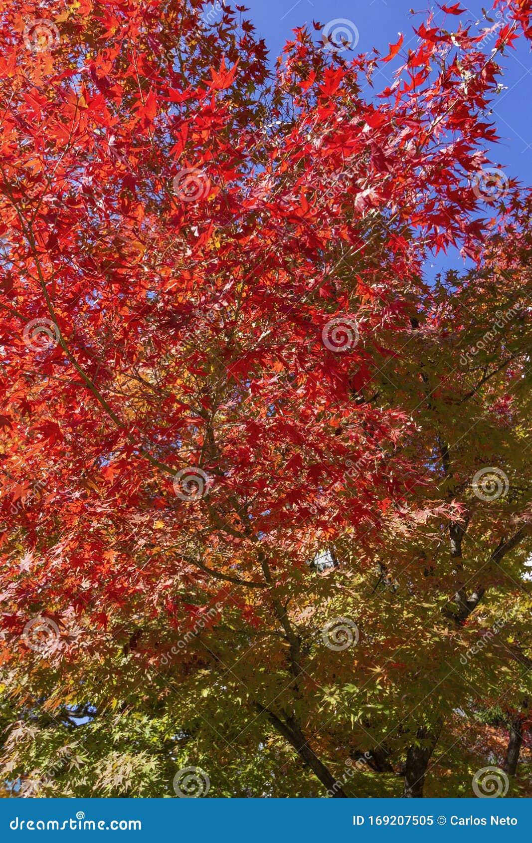 Japan Autumn Season Maple Tree Fall Foliage Colour Background Stock ...