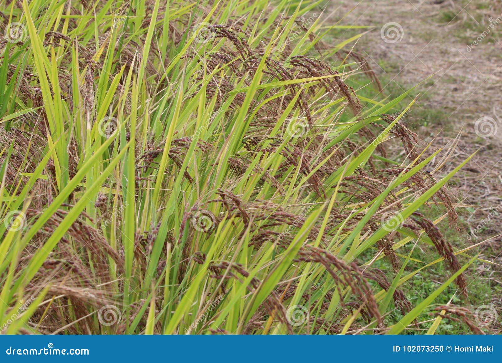 Japan Full Grown Red Rice in Paddy Field. Stock Photo - Image of black ...