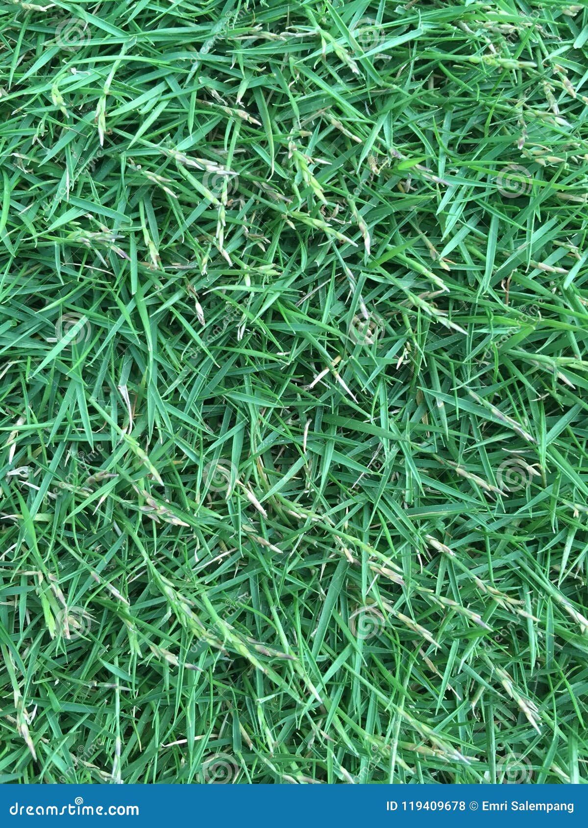 Japan grass stock photo. Image of natural, japan, grass - 119409678