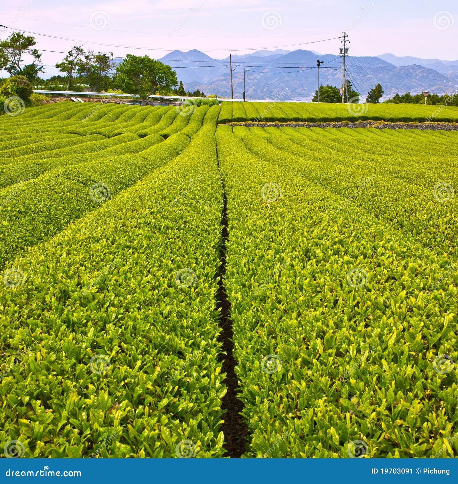 Japan green tea stock image. Image of slim, shizuoka - 19703091