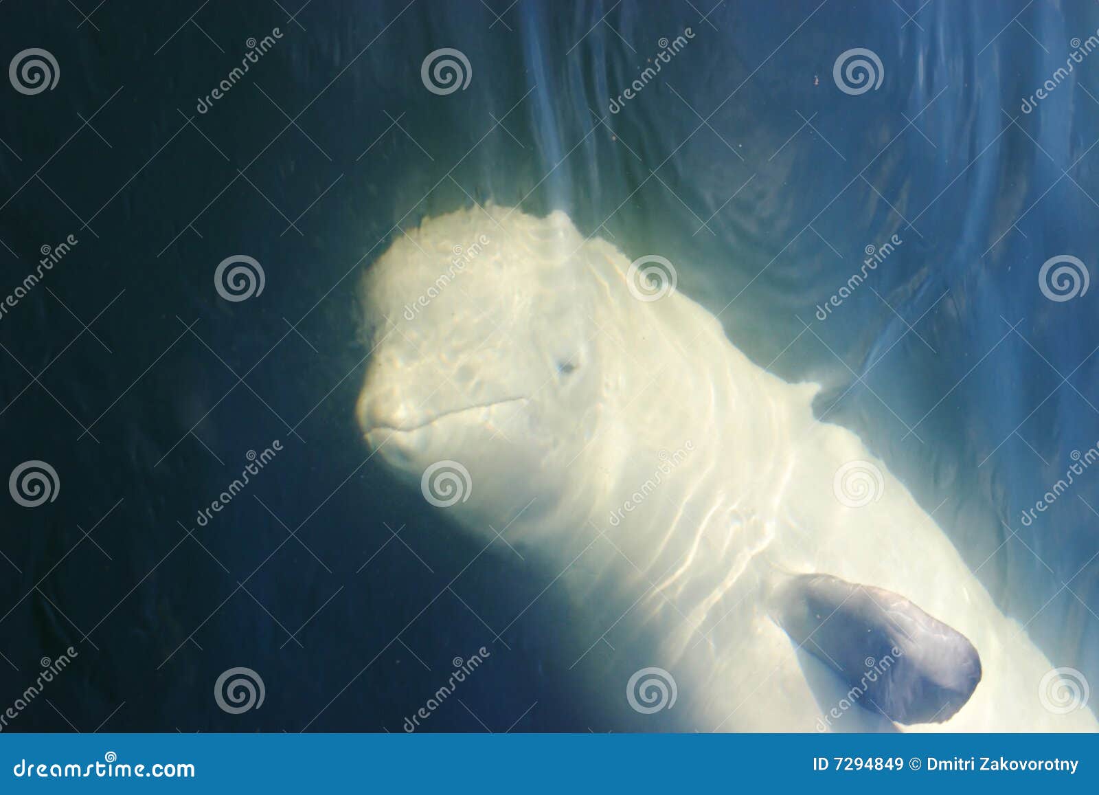 Japan hav. Val 3 fotografering för bildbyråer. Bild av fluga - 7294849