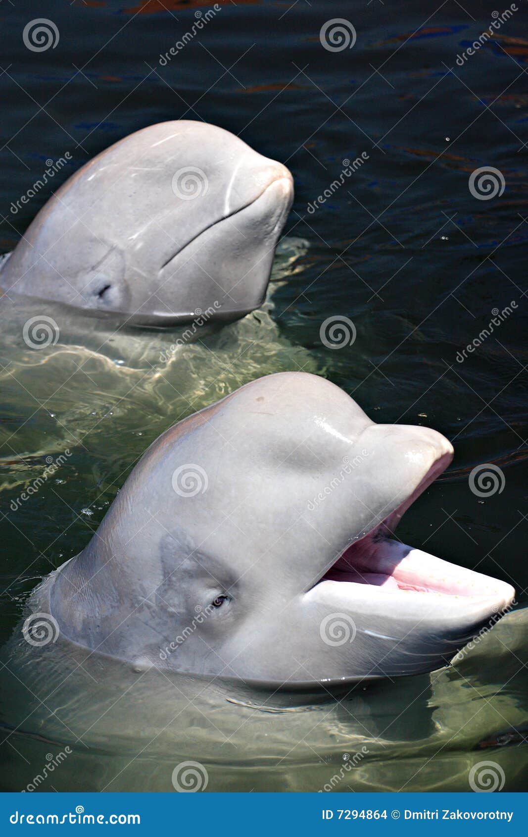 Japan hav. Val 6 arkivfoto. Bild av vatten, trä, regn - 7294864