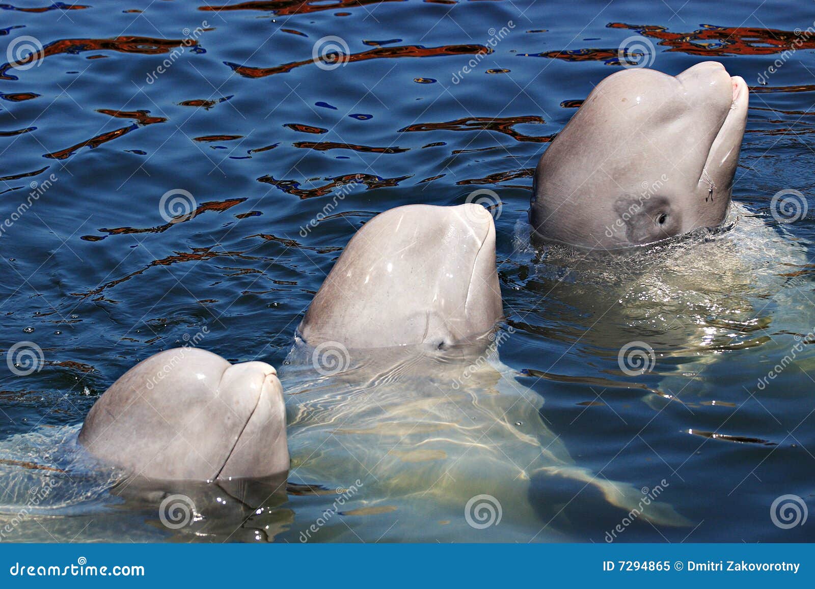 Japan hav. Val 7 fotografering för bildbyråer. Bild av skina - 7294865