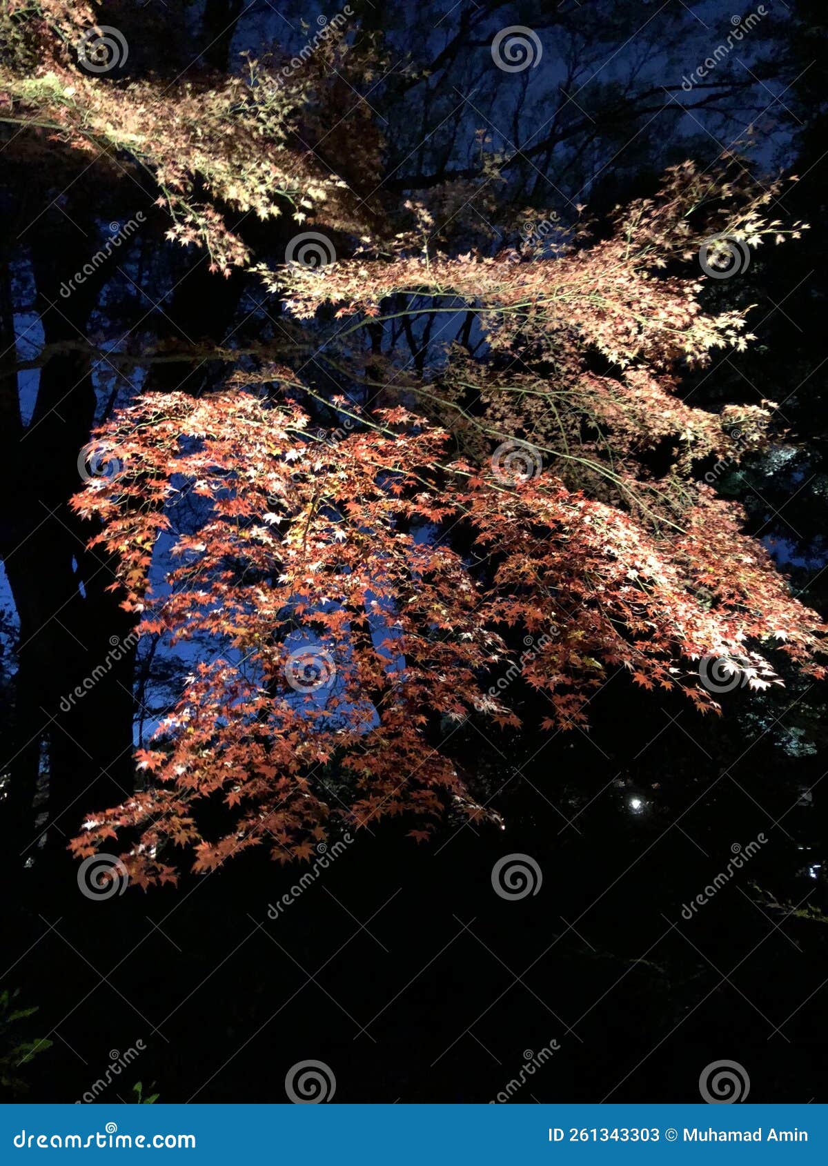 Night maple stock image. Image of tree, night, leaves - 261343303