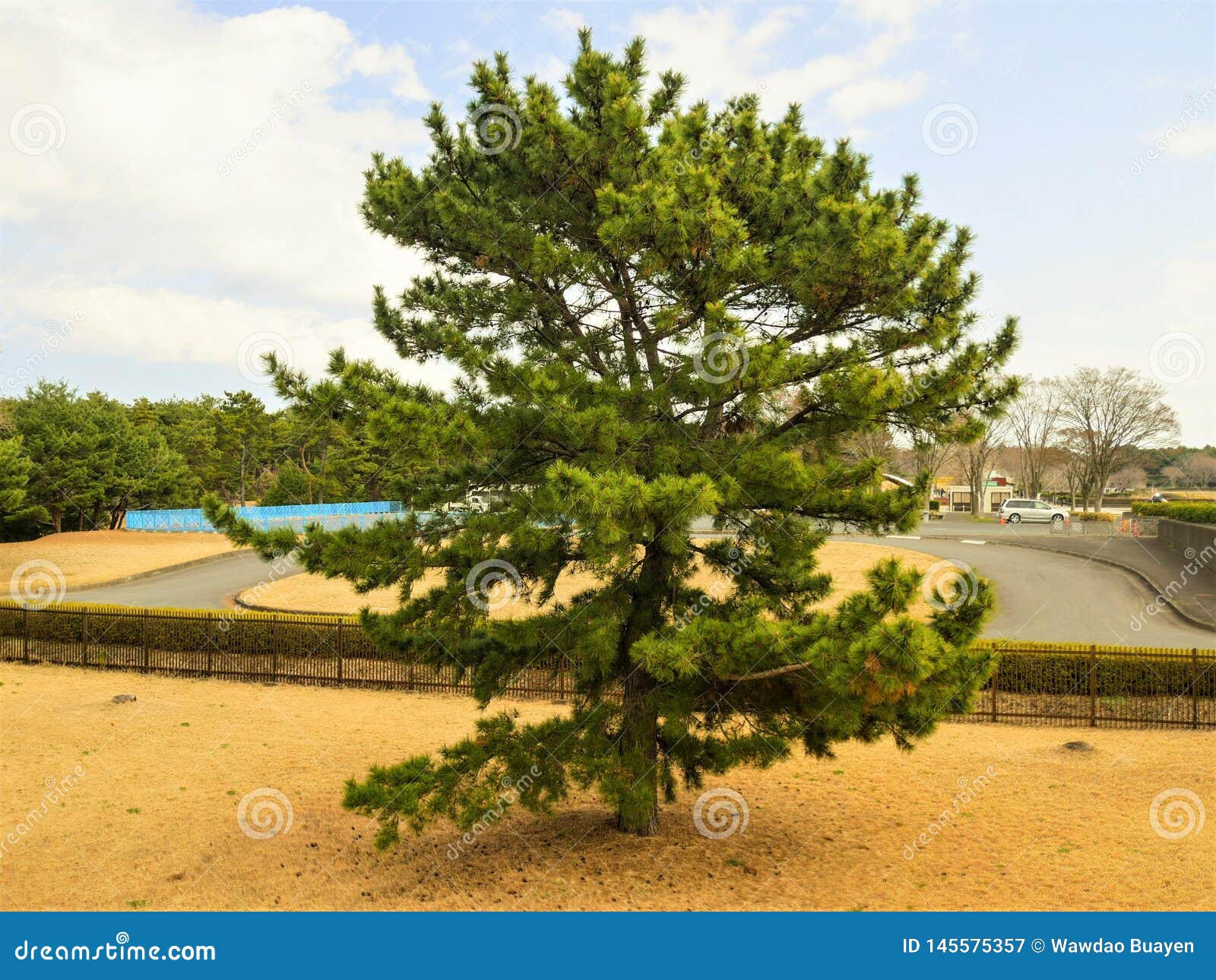 Japan ,March 25,201: Tree at Hitachi Seaside Park Ibaraki, Japan ...