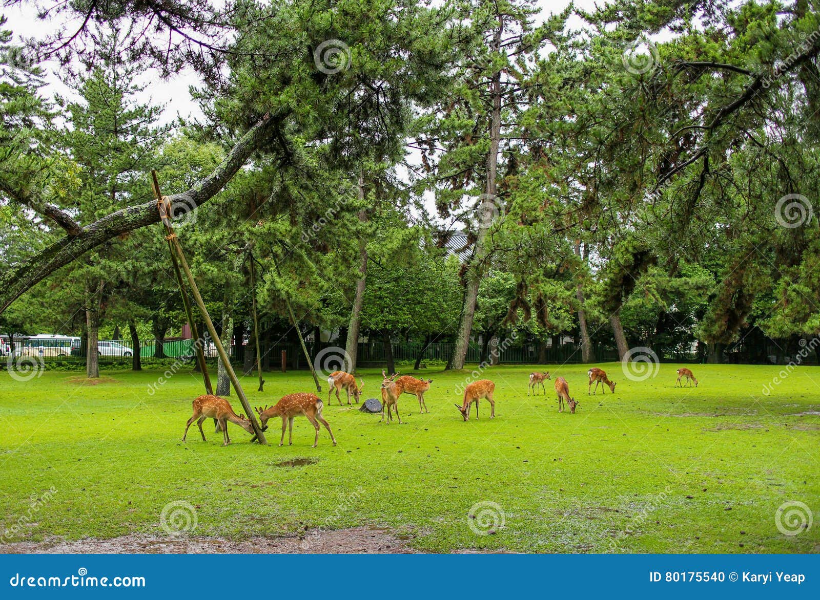 Japan Nara Park stock photo. Image of landscape, season - 80175540