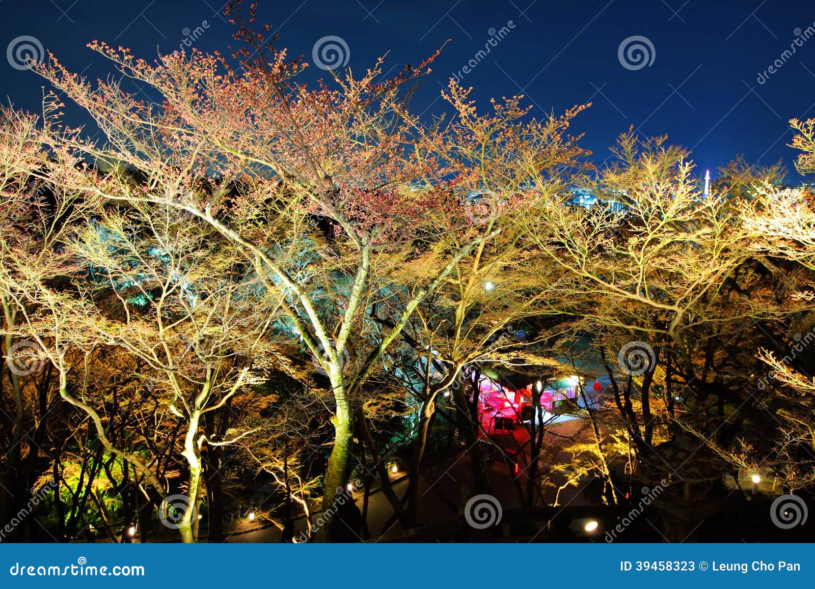 Japan park with sakura stock image. Image of environment - 39458323