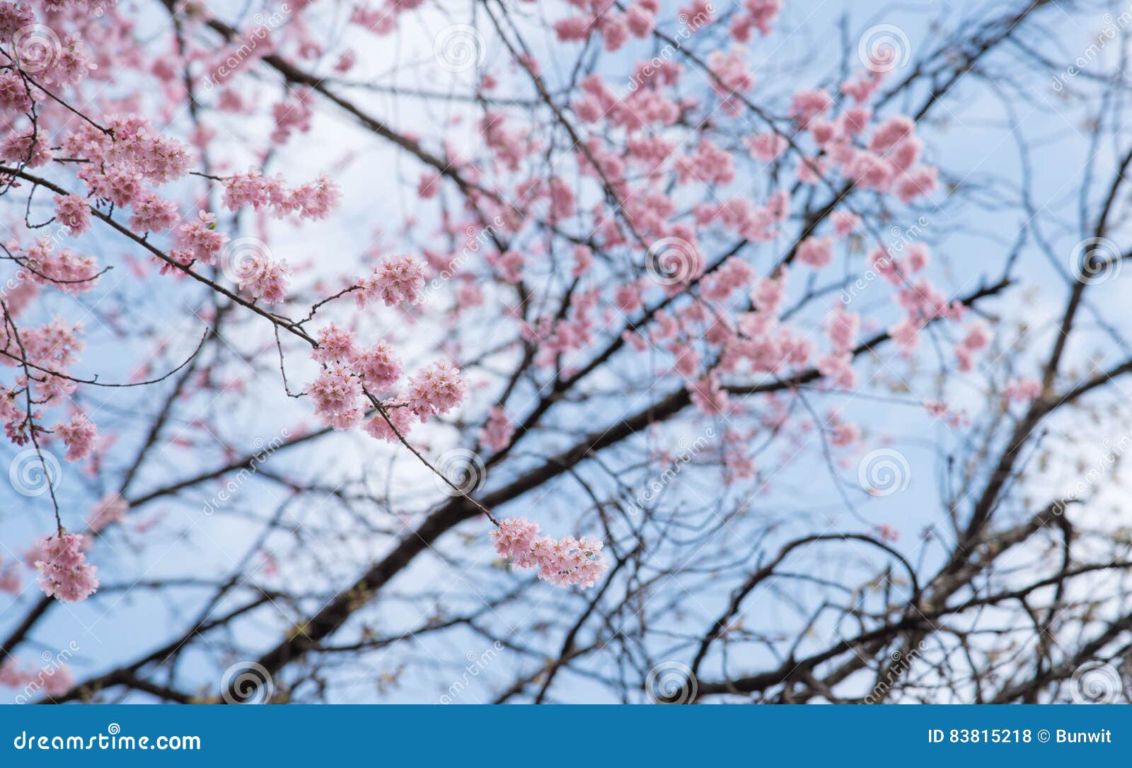 Japan pink cherry blossoms stock photo. Image of petal - 83815218