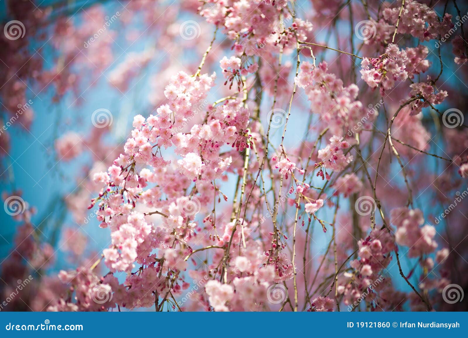 Japan Pink sakura 02 stock photo. Image of blossom, light - 19121860
