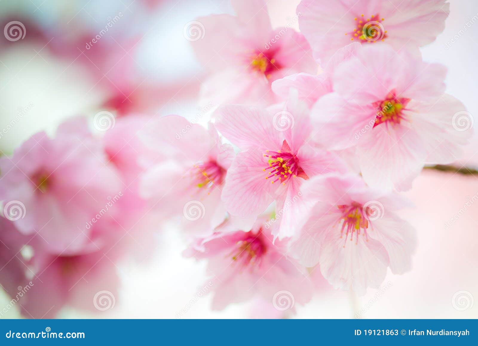 Pink Japan Wallpaper