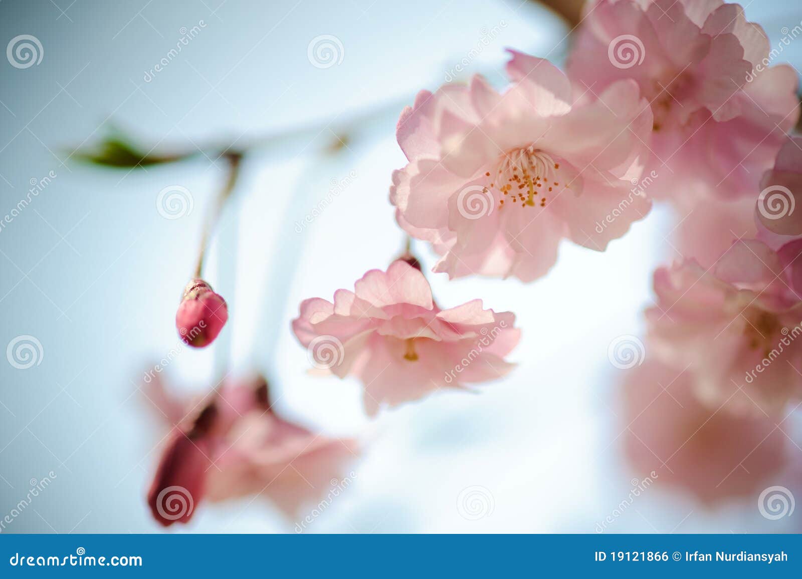 Japan Pink sakura 04 stock photo. Image of pinkish, japan - 19121866