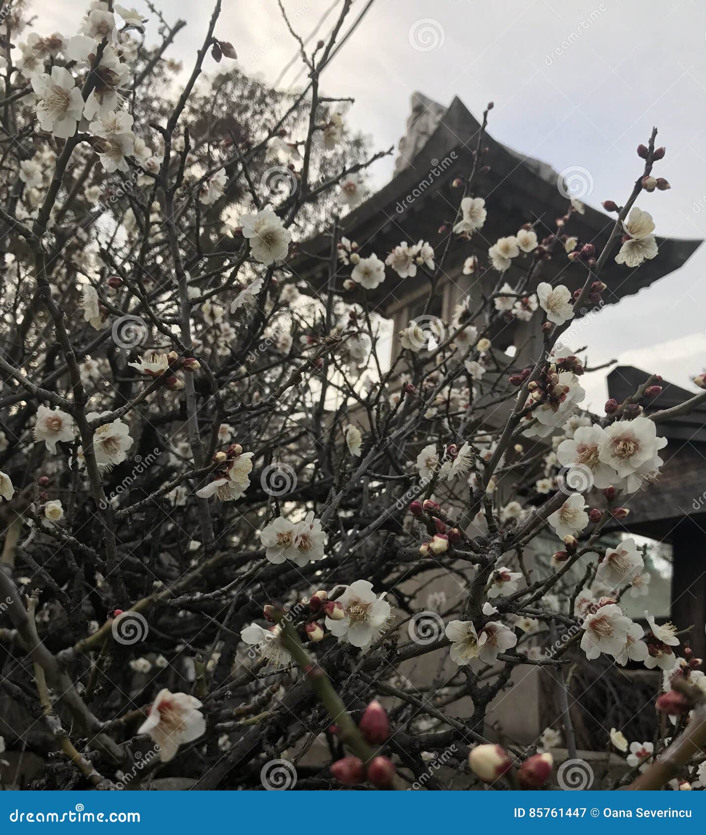 Japan plum flowers stock image. Image of japan, spring - 85761447