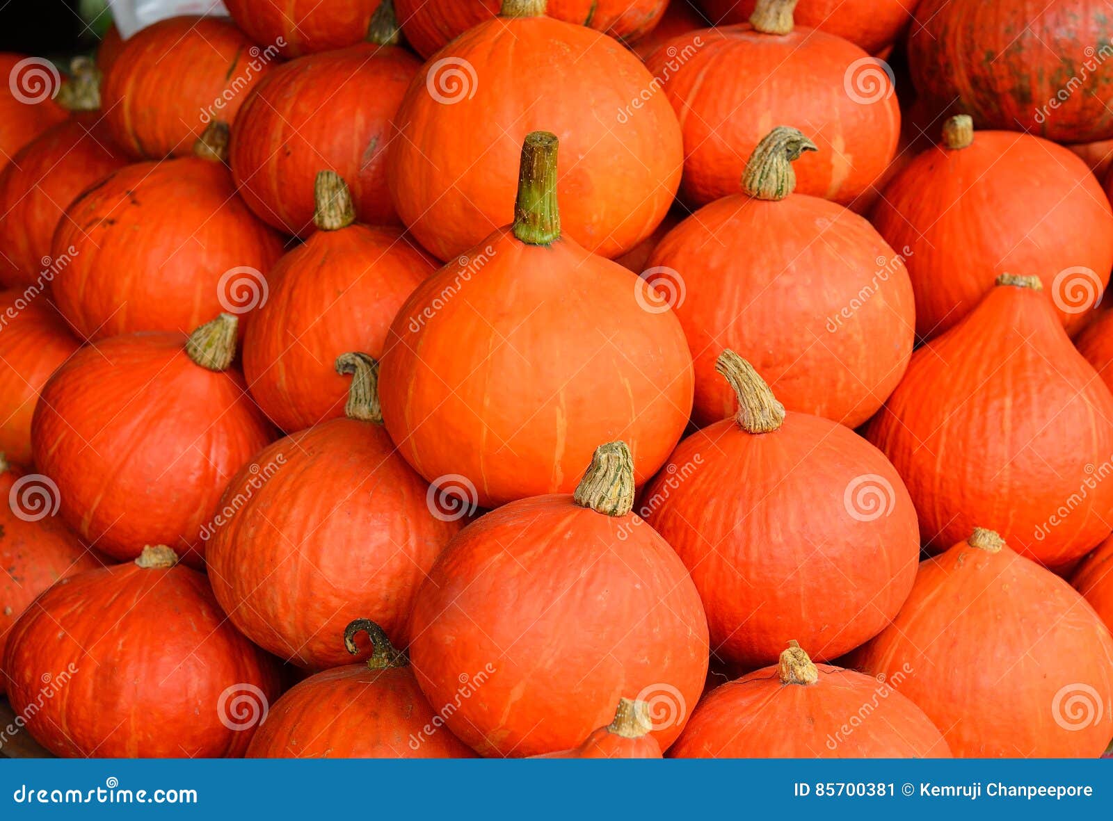 Japan pumpkins stock image. Image of healthy, nature - 85700381