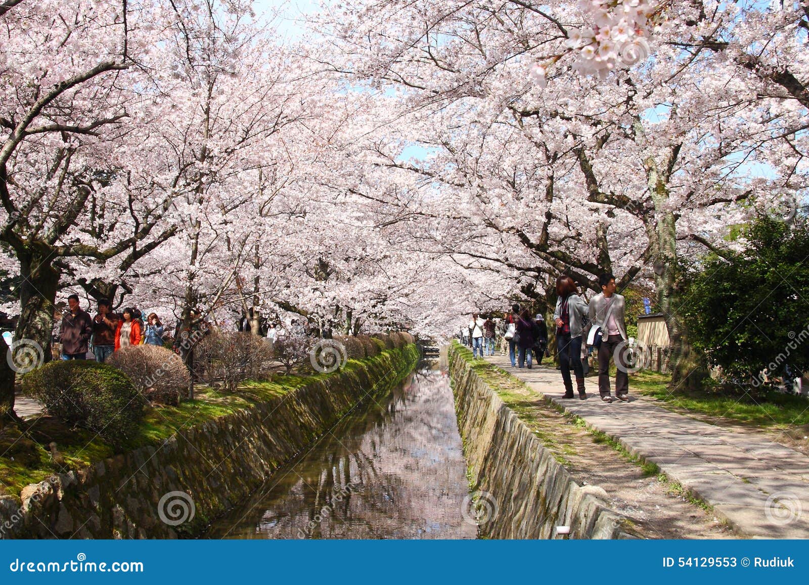 Japan sakura editorial stock photo. Image of cherry, blossoming - 54129553