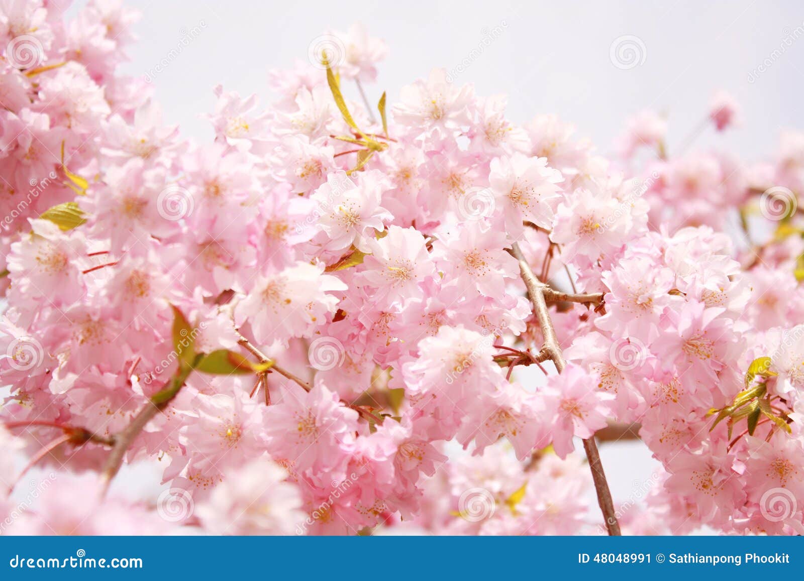 Japan Sakura Flower, Spring at Tokyo Japan Stock Image - Image of scene ...