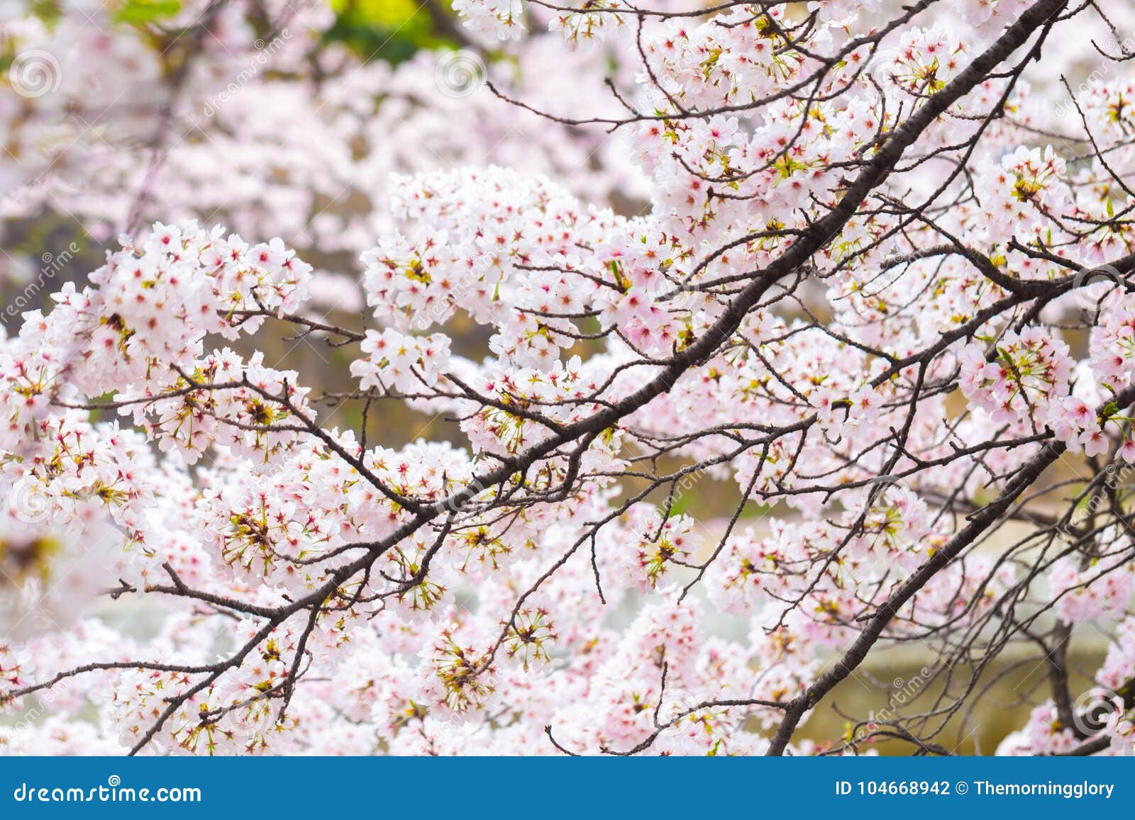 Japan Sakura Flower on Tree Branch Stock Photo - Image of gentle ...