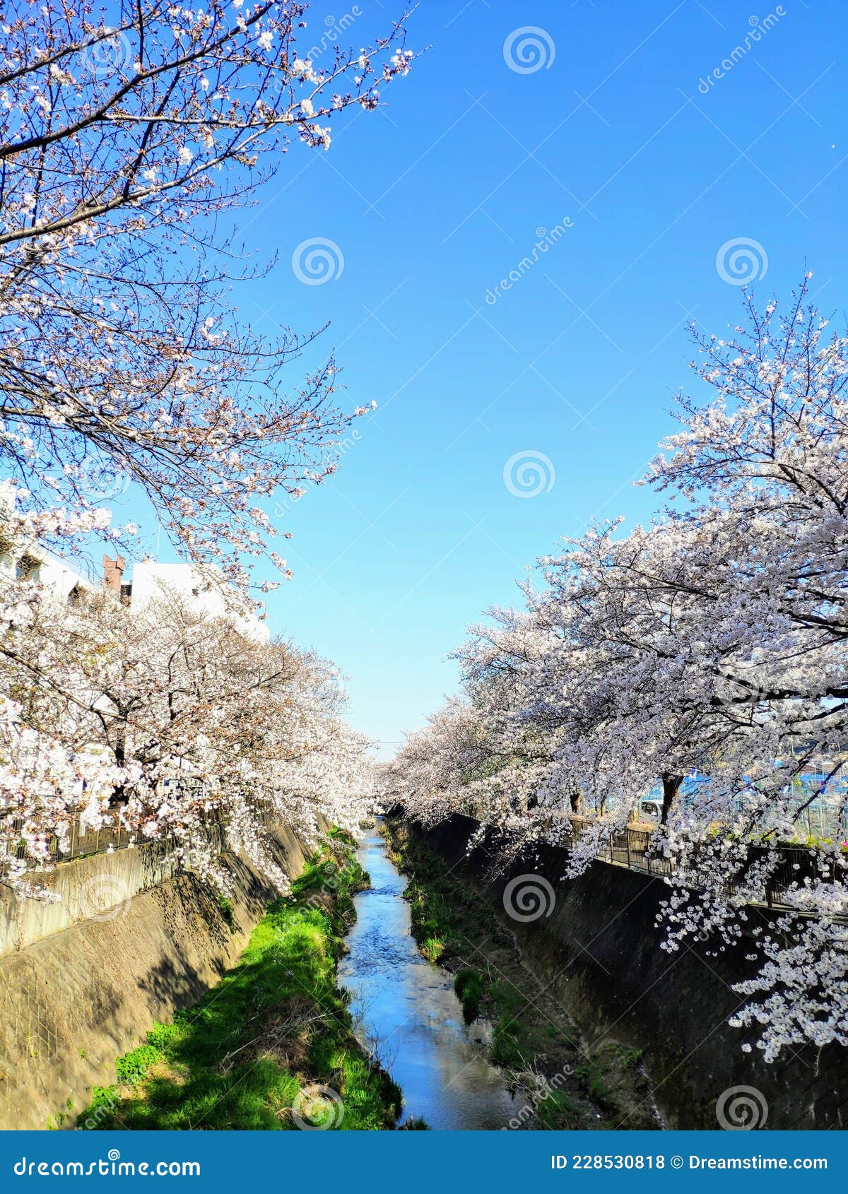 Japan Sakura Inagi-city stock photo. Image of winter - 228530818