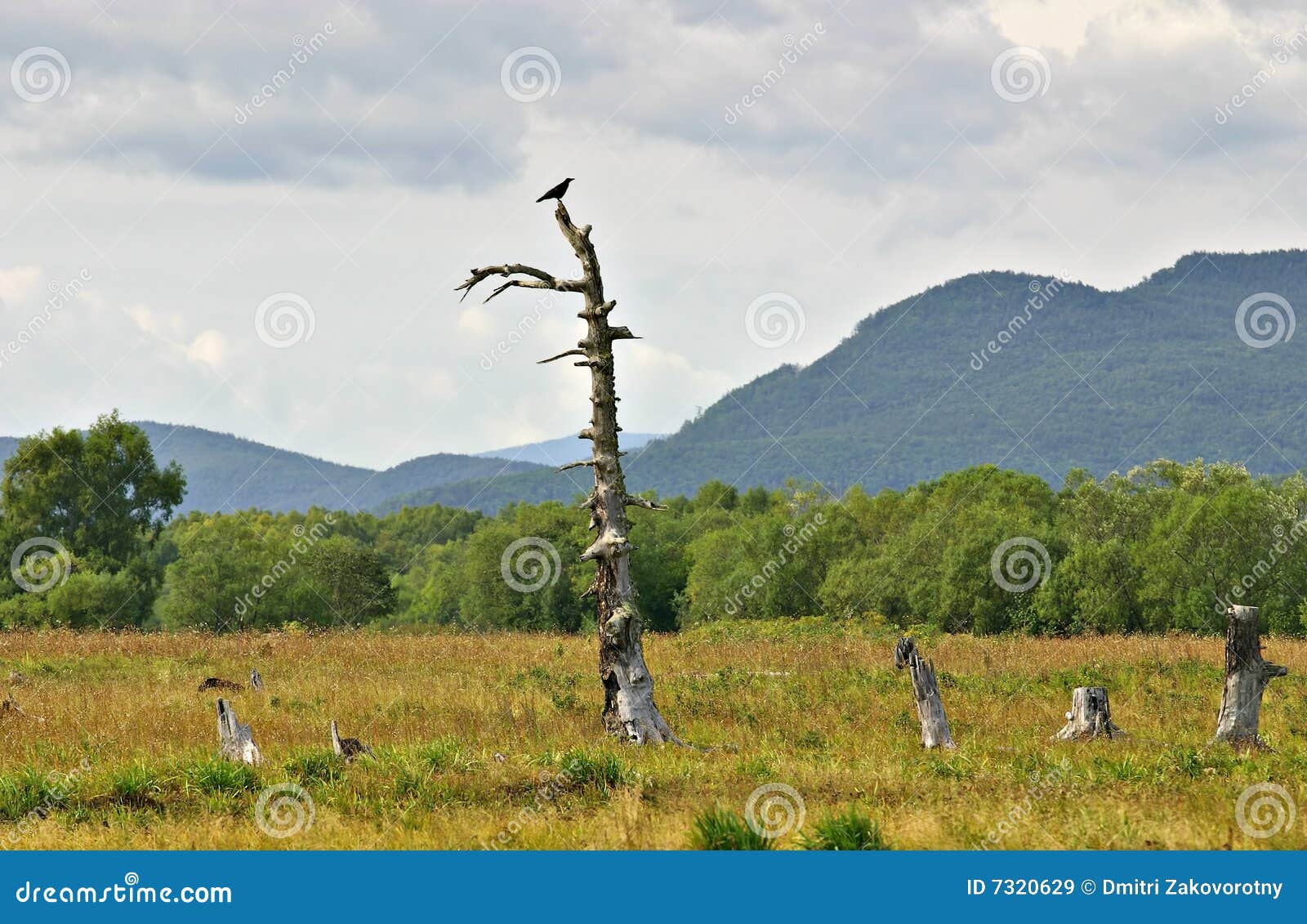 Japan sea. Dead tree. stock image. Image of landscape - 7320629