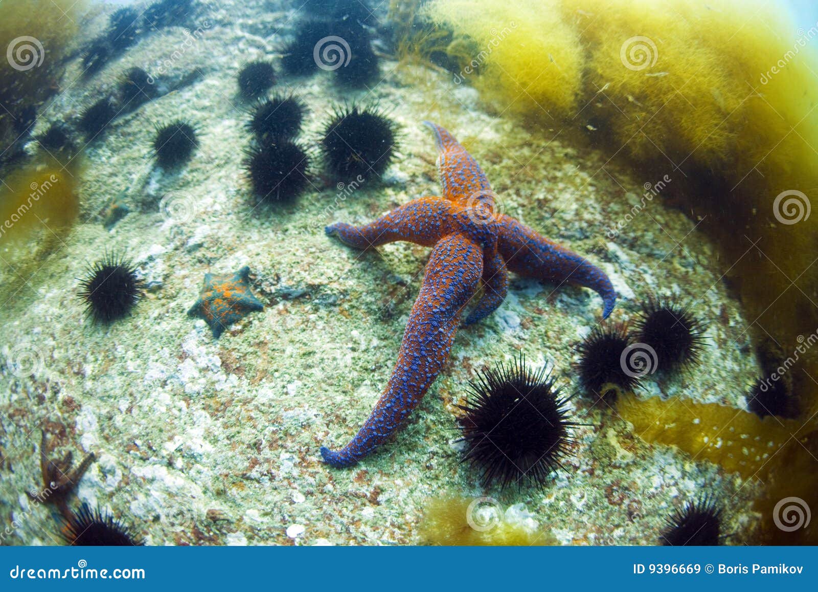 Japan Sea Starfish and Urchins Stock Image - Image of reef, kelp: 9396669