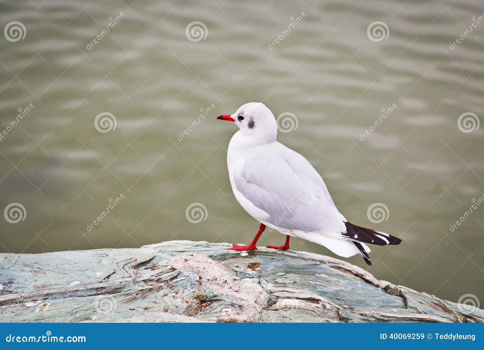 Japan Seagull on the park stock image. Image of seaside - 40069259