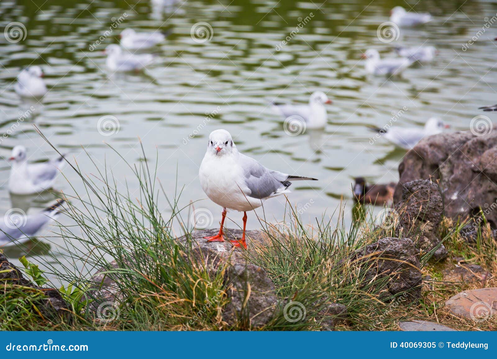 Japan Seagull on the park stock image. Image of view - 40069305