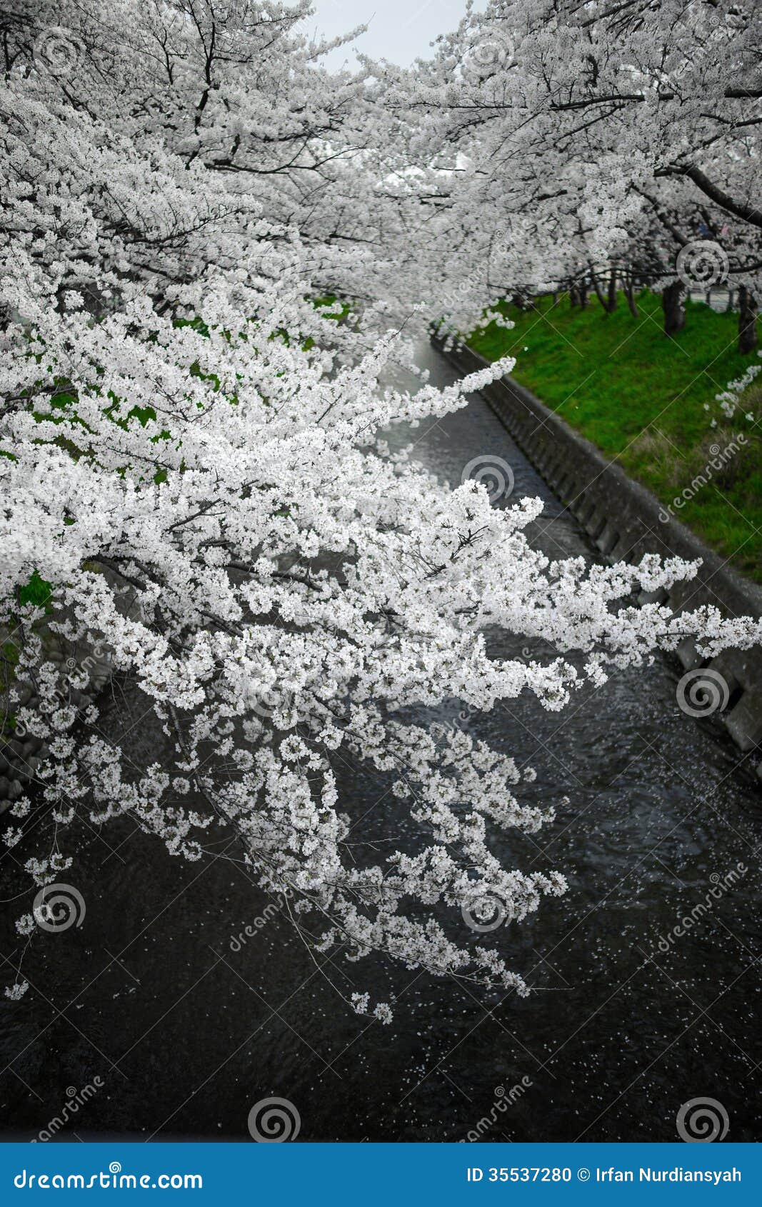 Japan Snowy White Sakura stock photo. Image of flowers - 35537280