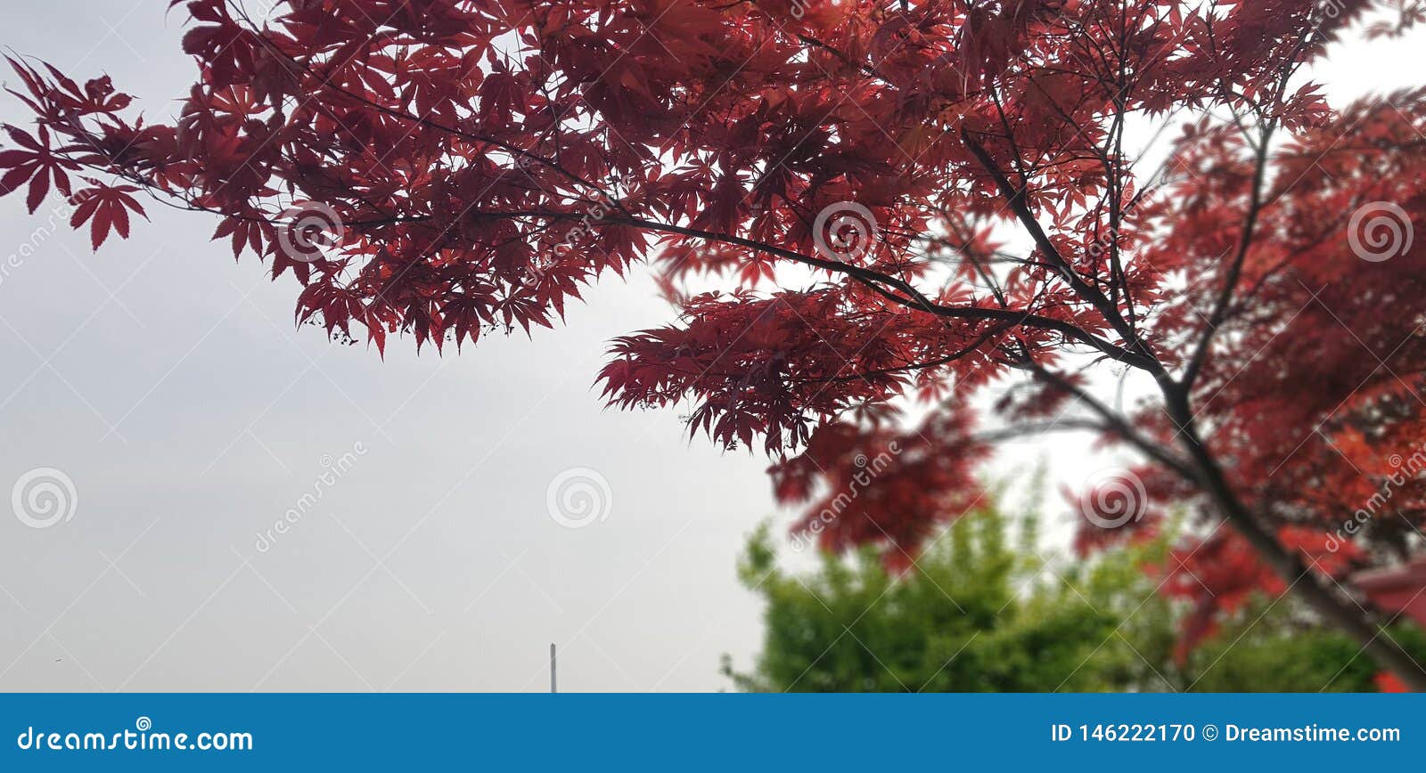 Japan Tree is the Peace on the Earth. Stock Photo - Image of earth ...