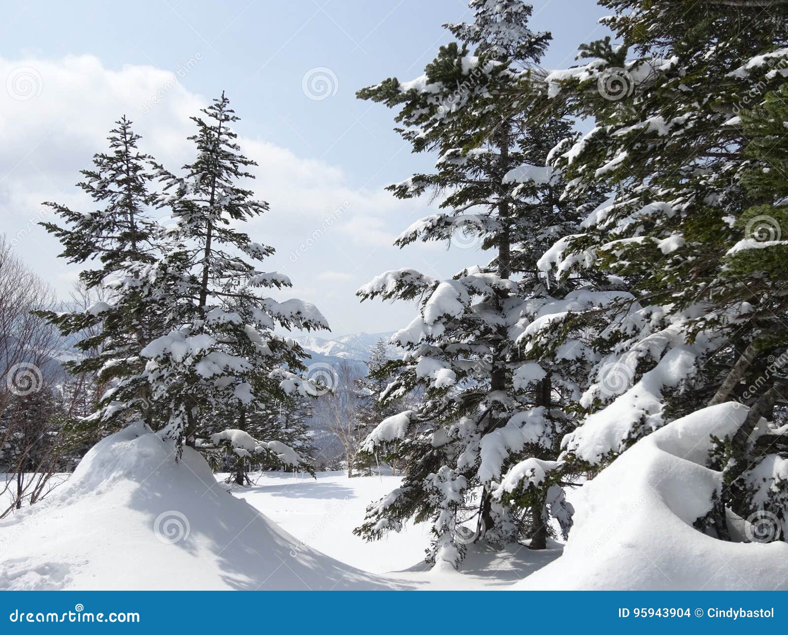 Japan trees under snow stock photo. Image of country - 95943904