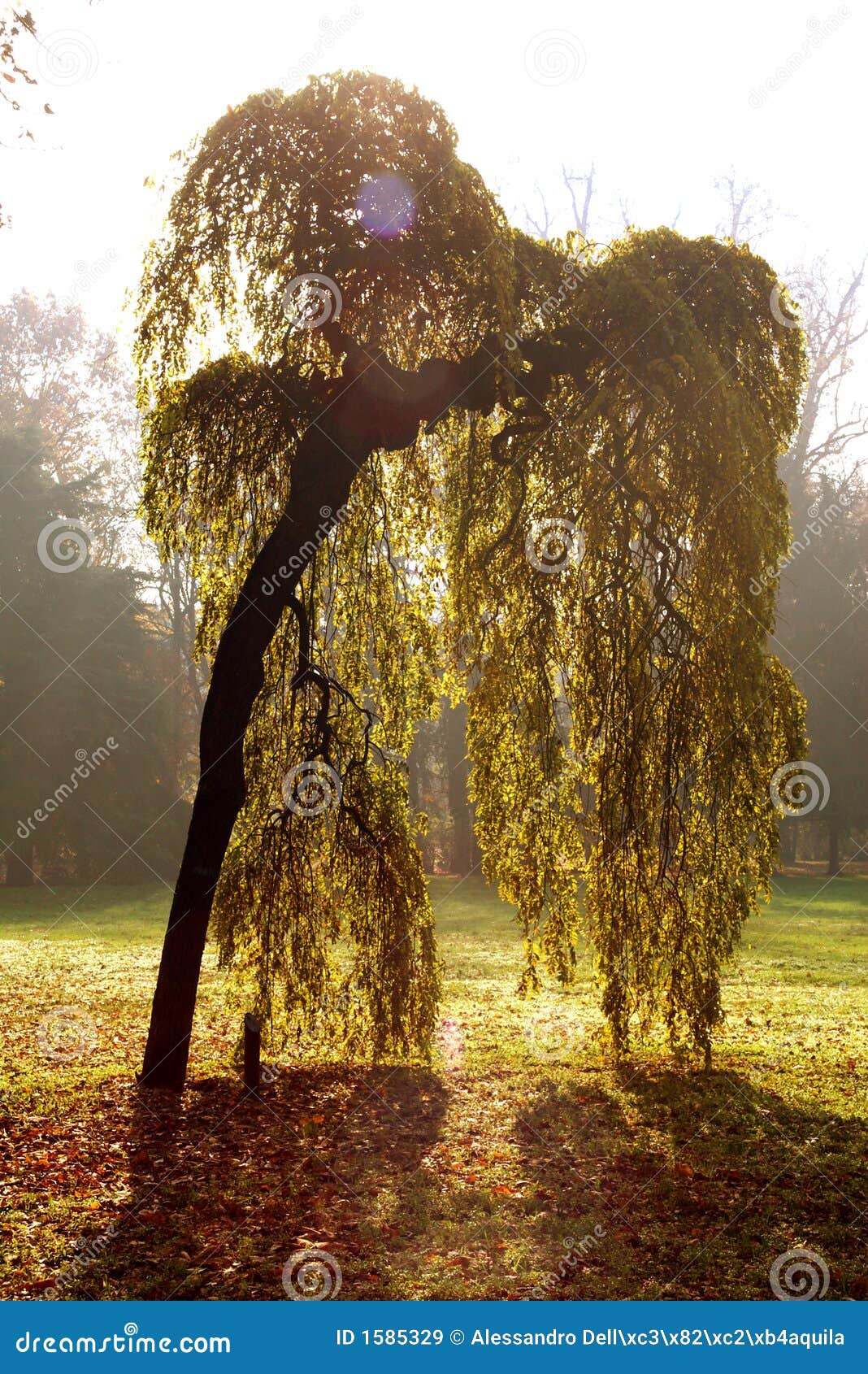 Japan weeping willow stock image. Image of poultry, tree - 1585329
