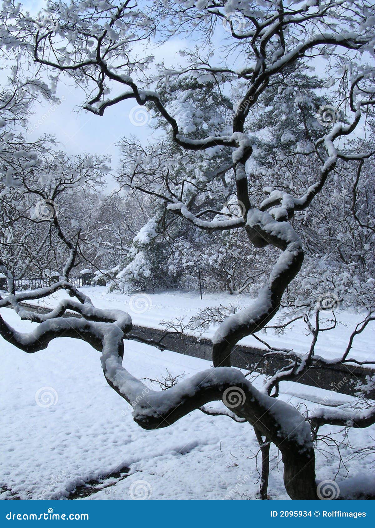 Japanes maple winter stock photo. Image of large, tall - 2095934