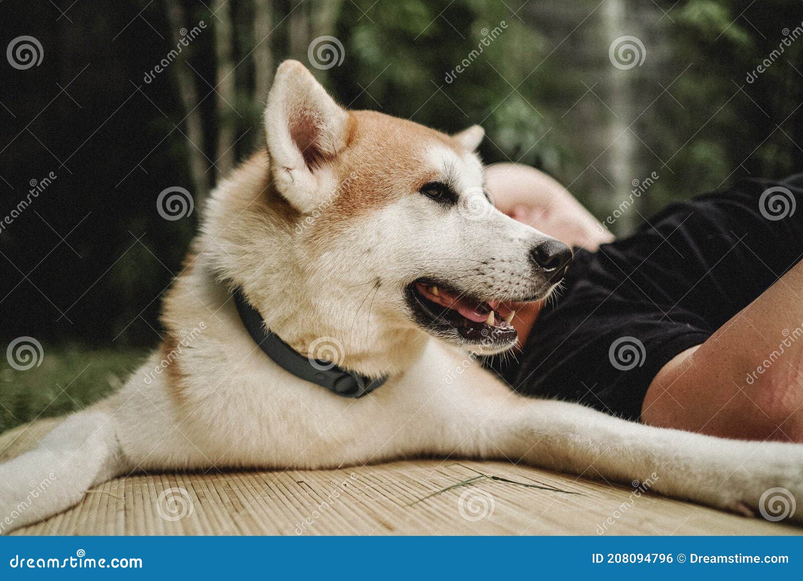 Japanese Akita the Guard Dogs Stock Photo - Image of head, japanese ...
