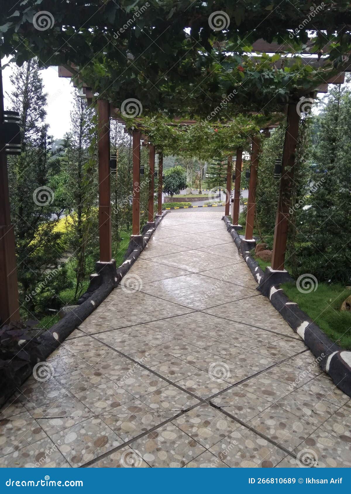 Japanese Yew Alley On The Island Of Petrova Stock Photography ...
