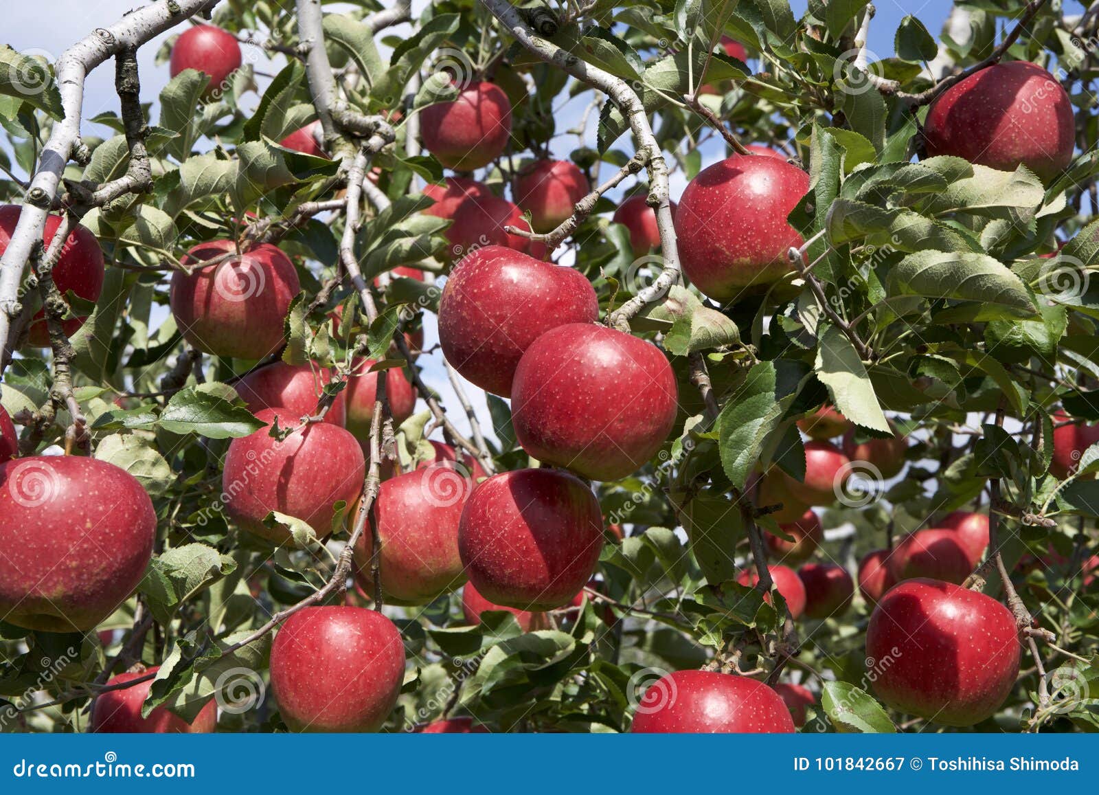 Apple in Japanese orchard stock image. Image of fruit - 101842667