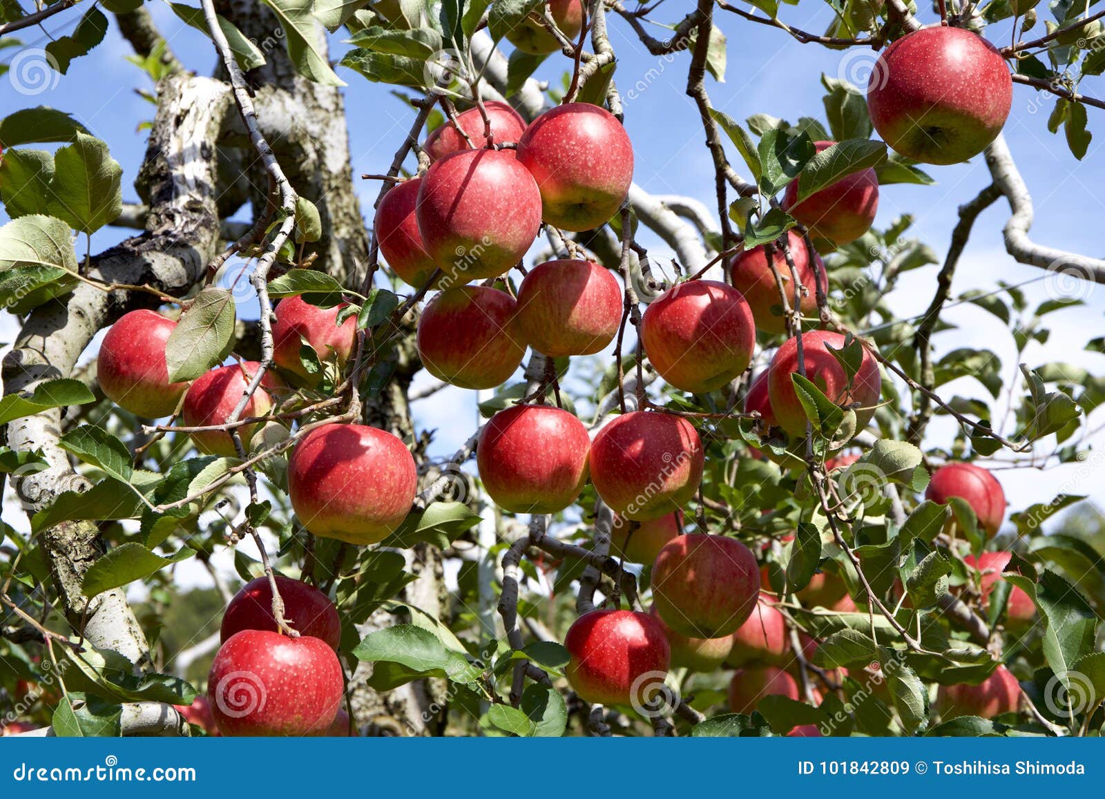 Apple in Japanese orchard stock image. Image of background - 101842809