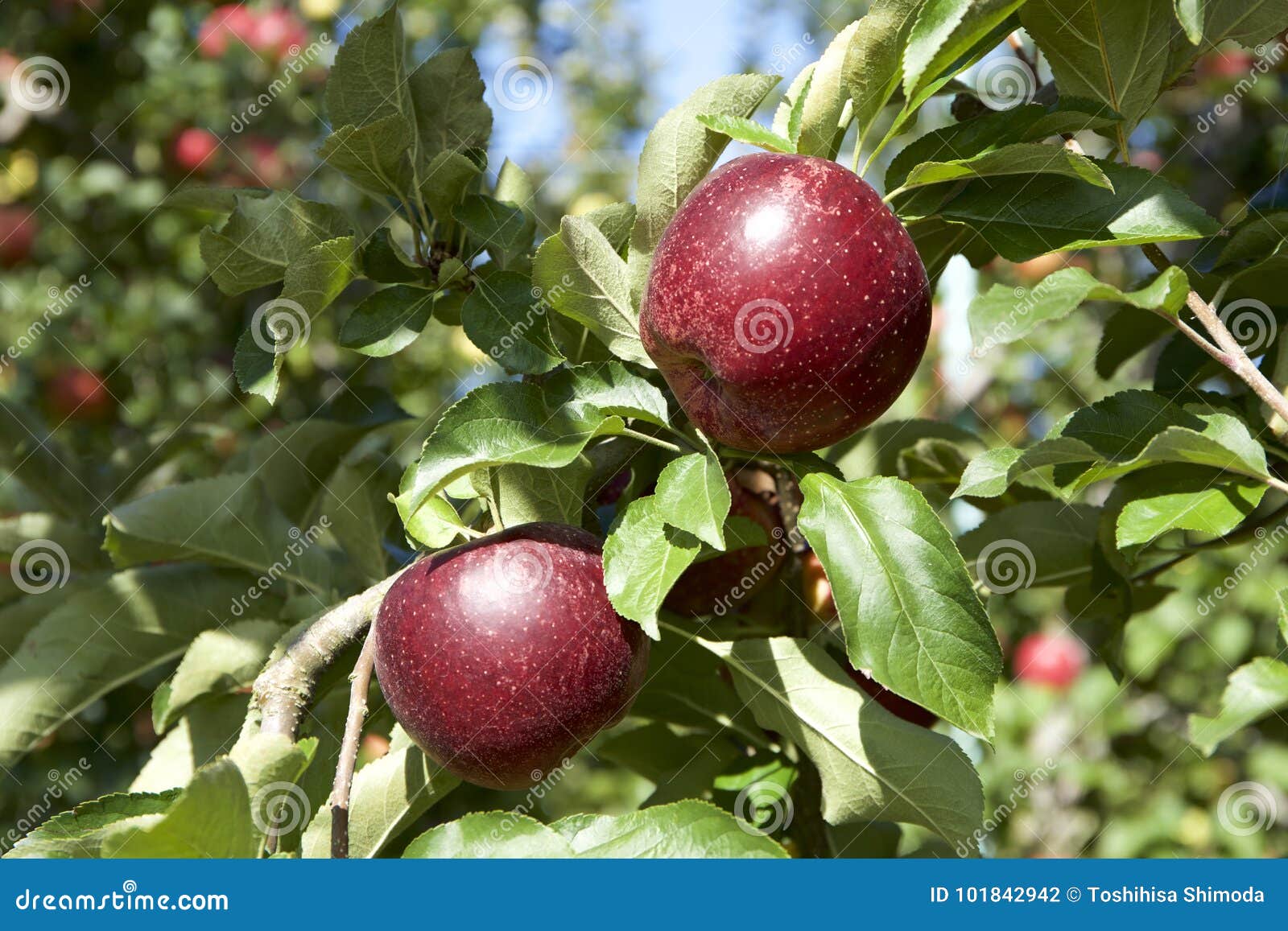 Apple in Japanese orchard stock photo. Image of orchard - 101842942