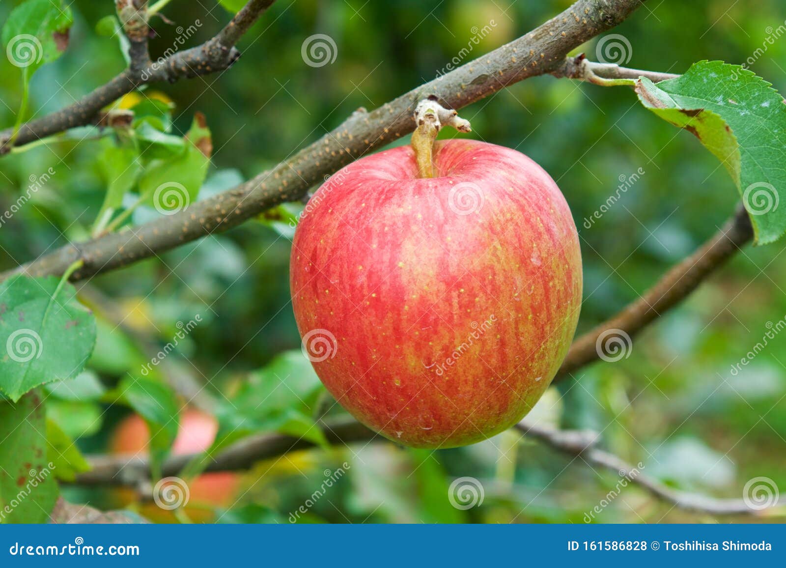 Delicious Apples in Japanese Orchard. Stock Photo - Image of juicy ...