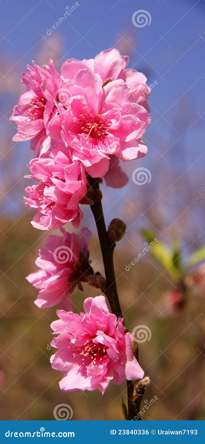 Japanese apricot flower stock photo. Image of flower - 23840336