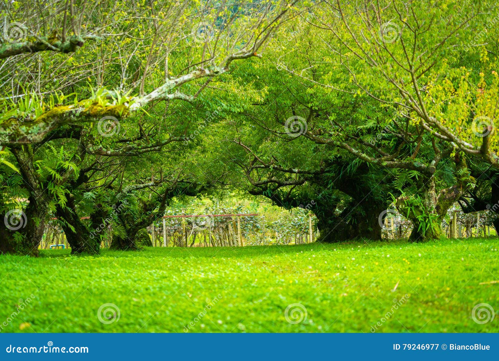 Japanese Apricot Garden. Soft Focus. Stock Image - Image of beautiful ...