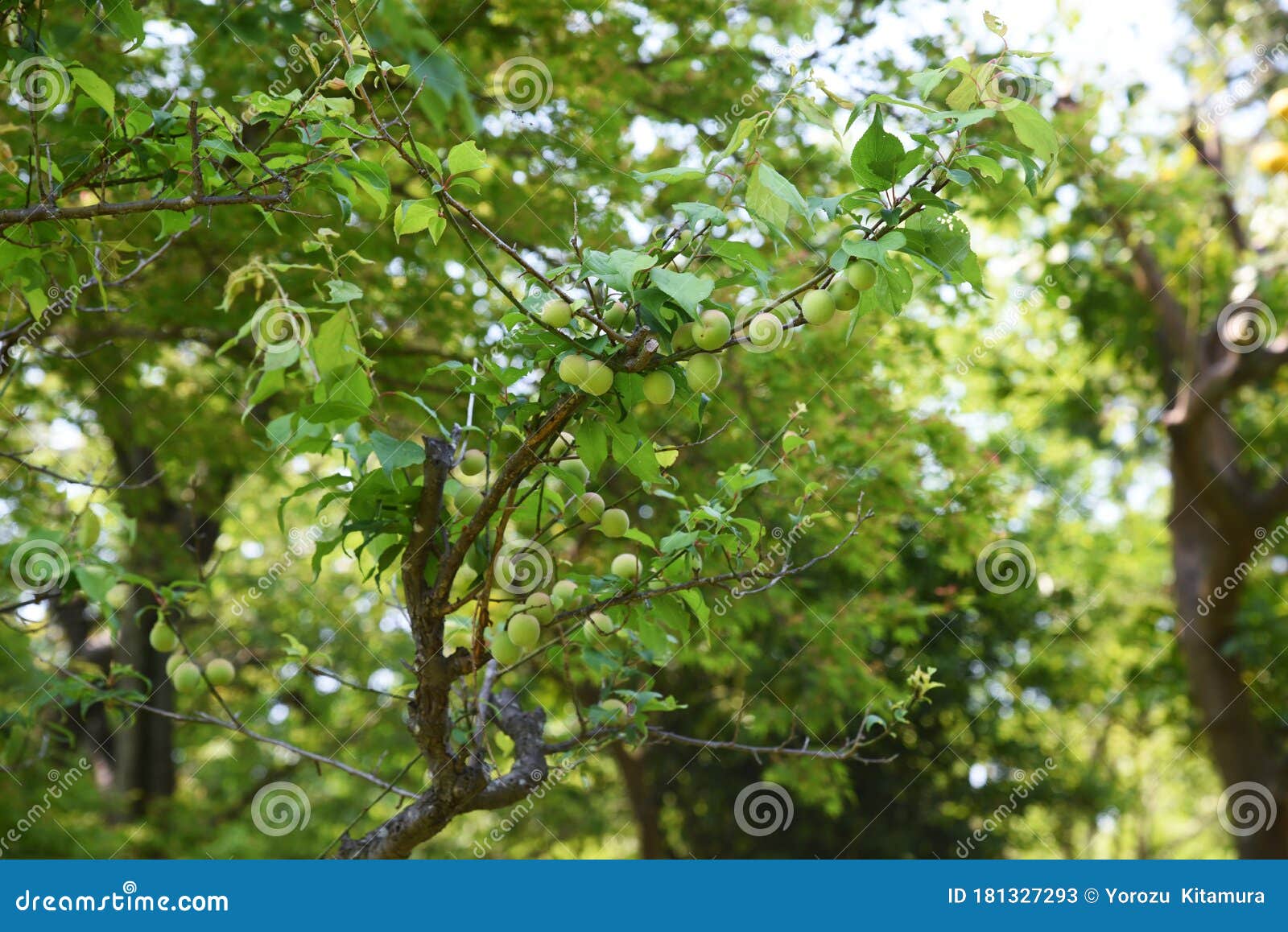 Japanese apricot tree stock image. Image of park, fruit - 181327293