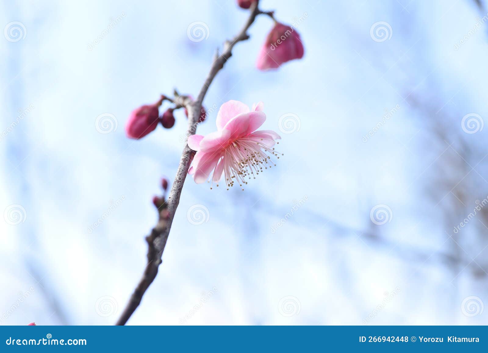 Japanese Apricot Ume Blossoms. Stock Photo - Image of pink, bloom ...