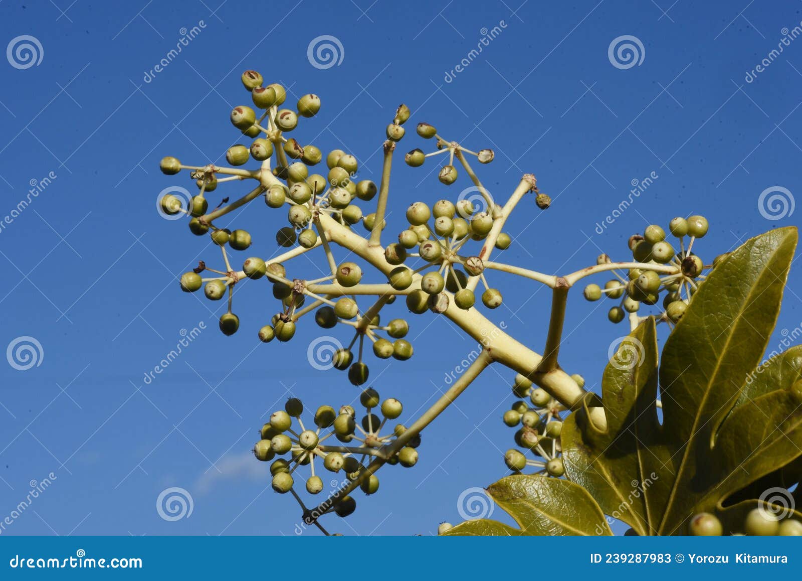Japanese Aralia Young Berries. Stock Image - Image of characterized ...