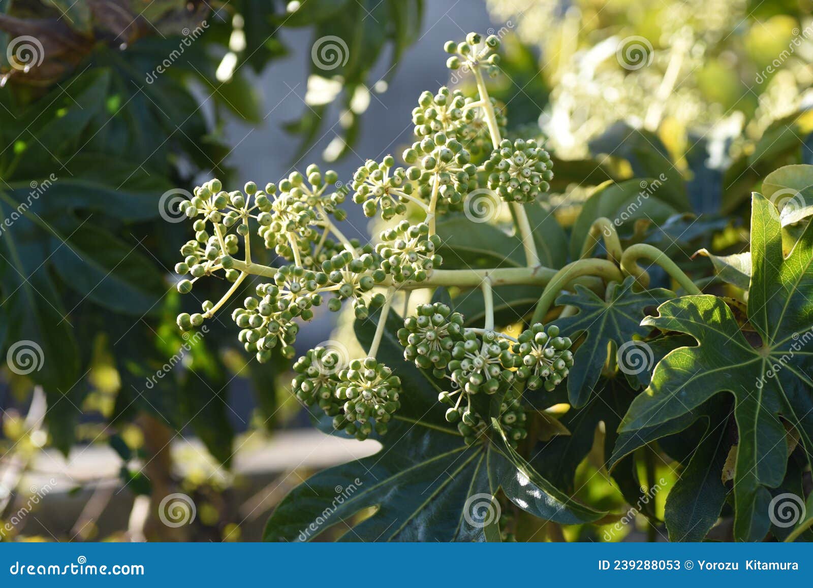 Japanese Aralia Young Berries. Stock Image - Image of japonica ...