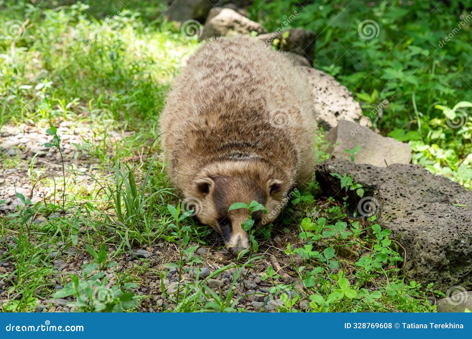 Japanese Badger Or Meles Anakuma At Mount Unzen Onsen Forest Royalty ...